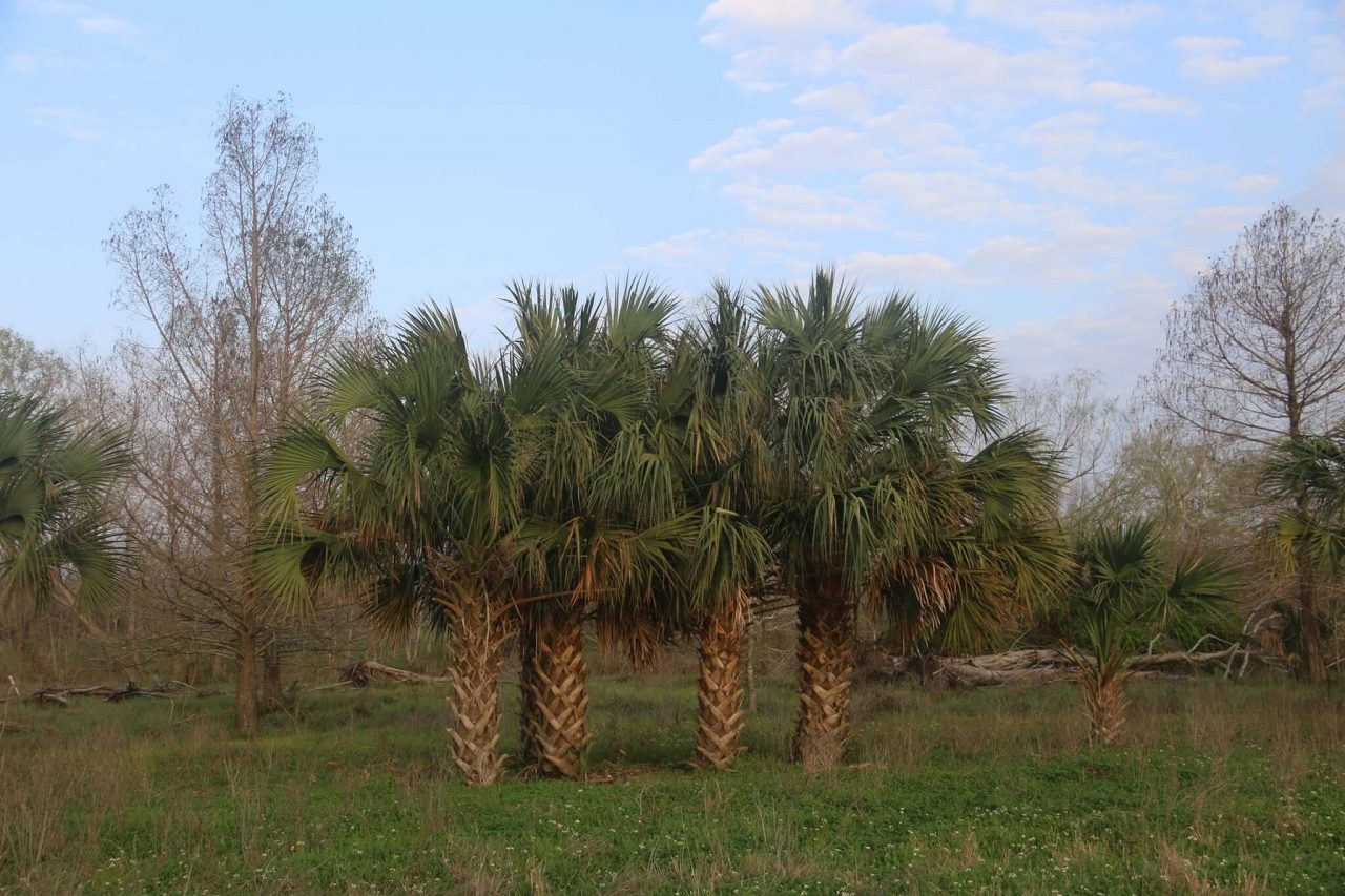 Buy - Texas Sabal Palm Trees